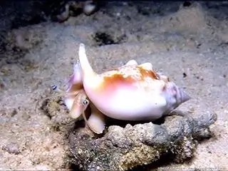 Strombus gigas Lambi