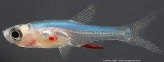 Sundadanio atomus