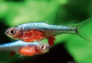 Sundadanio atomus