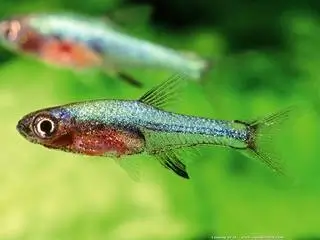 Sundadanio atomus