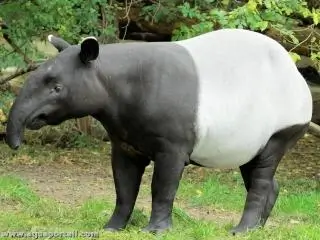 Tapirus (genre)