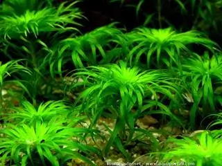 Tonina sp belem (syngonanthus cf. macrocaulon)