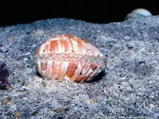 Endocarde : définition et explications