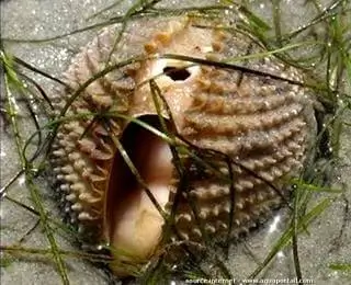 Trachycardium egmontianum (bucarde de Floride)