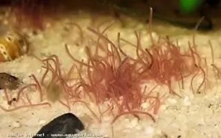 Tubifex tubifex (tubifex rouge)