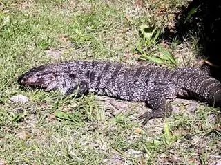 Tupinambis teguixin : tégu commun