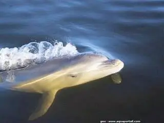 Tursiops truncatus : grand dauphin