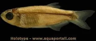 Tyttocharax tambopatensis Néon nain