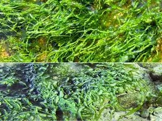 Ulva lactuca (laitue de mer)