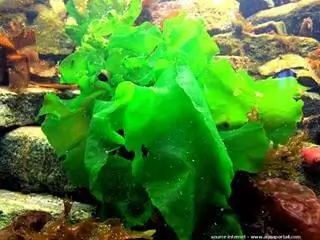 Ulva lactuca (laitue de mer)