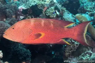 Variola louti (croissant queue-jaune)