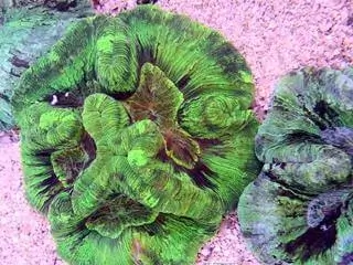 Wellsophyllia radiata