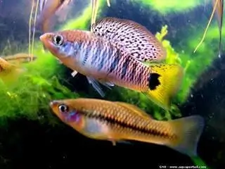Xiphophorus hellerii (Xipho, Porte-épée)