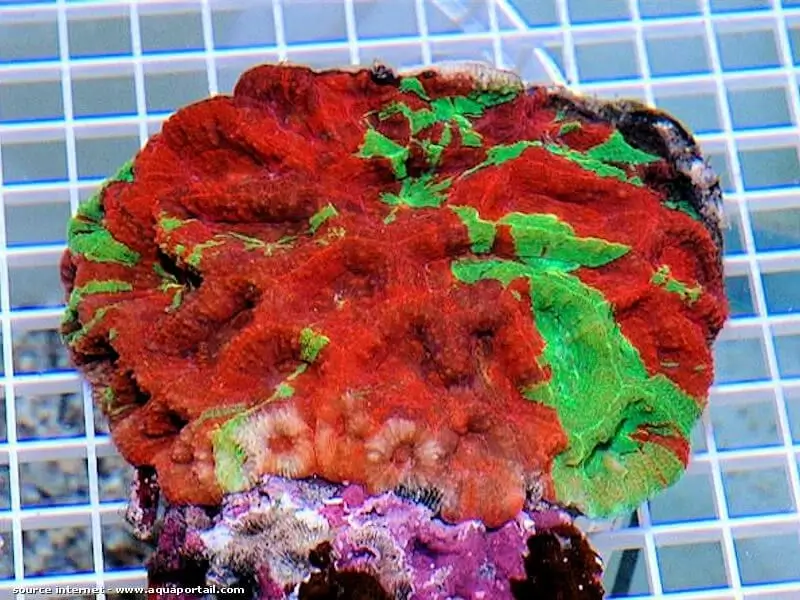 Acanthastrea bowerbanki