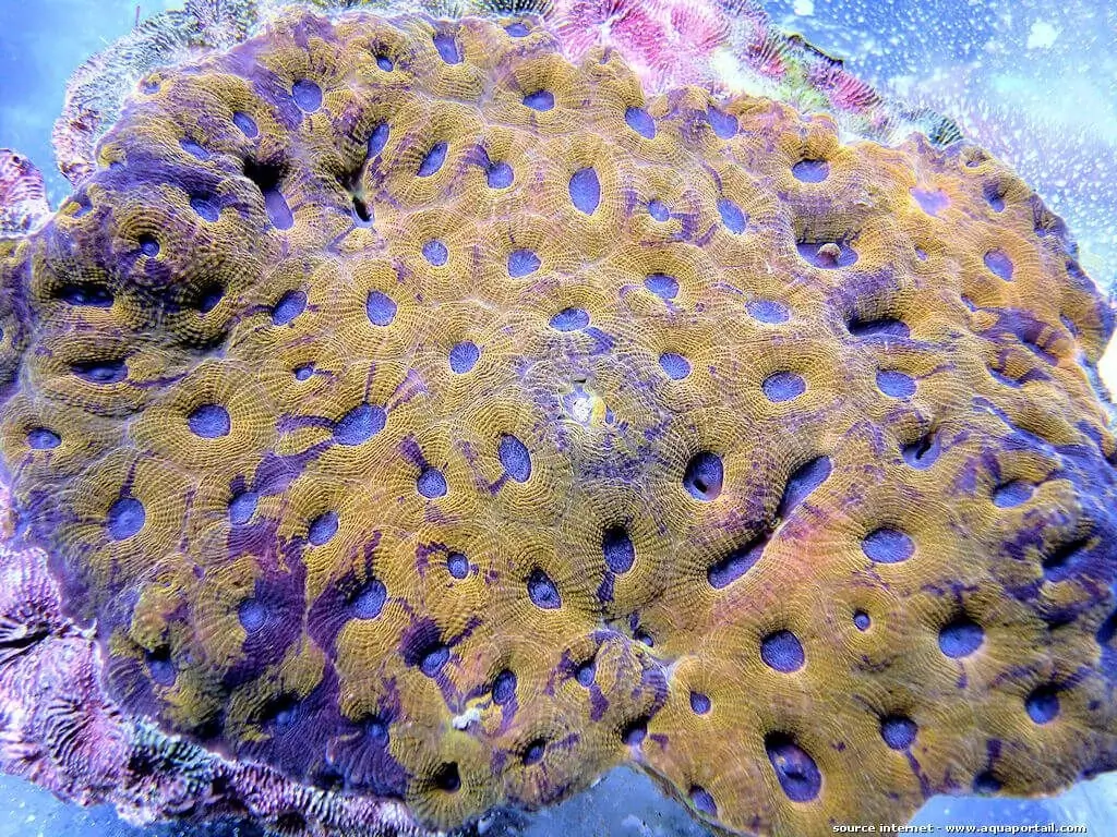 Acanthastrea echinata