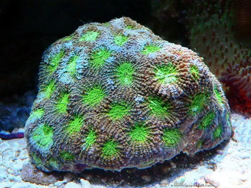 Acanthastrea lordhowensis
