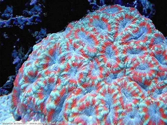 Acanthastrea ishigakiensis : description, maintenance, taxonomie (corail)