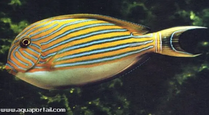 Acanthurus Lineatus