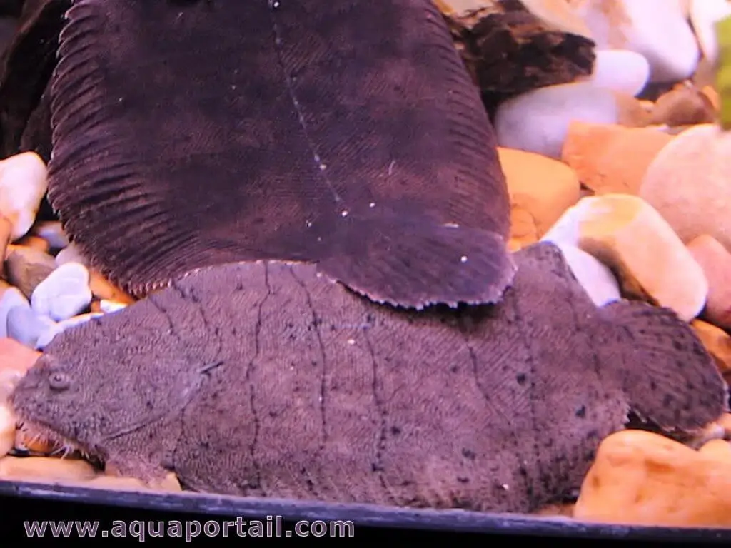 Achirus lineatus (sole achire)