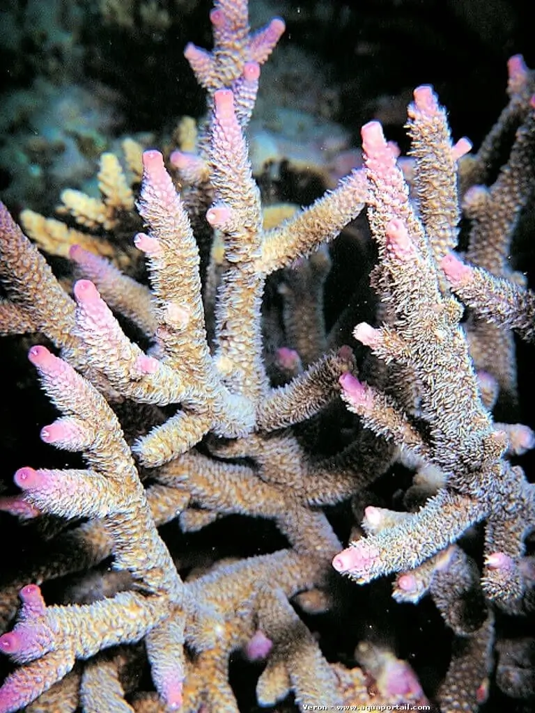 Acropora abrolhosensis