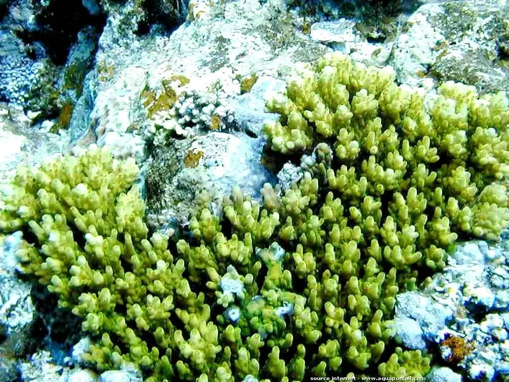 Acropora anthocercis (corail ensablé)