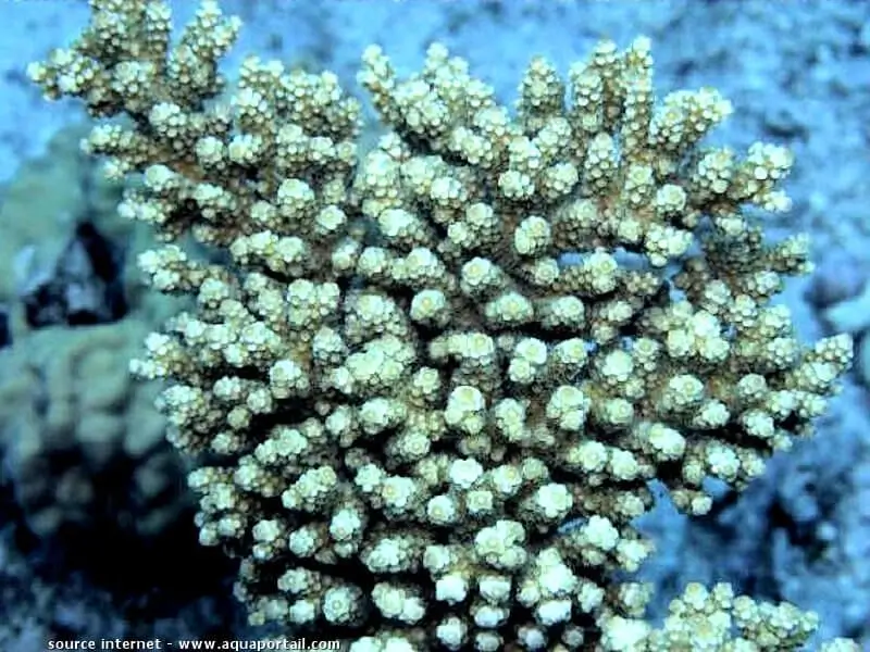 Acropora hyacinthus (acropore tabulaire géant)