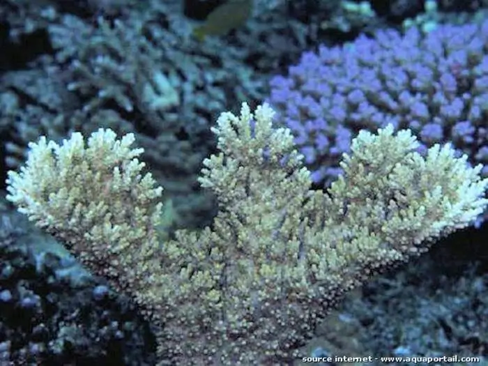 Acropora microclados (corail arbustif)