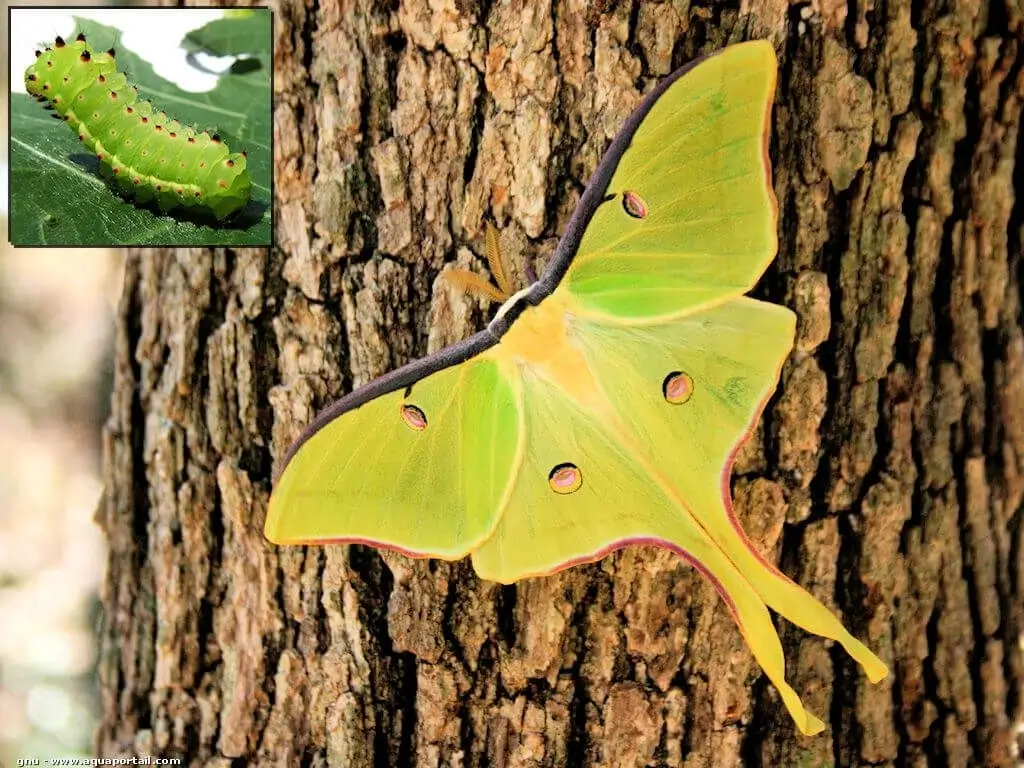 Actias luna (papillon lune)