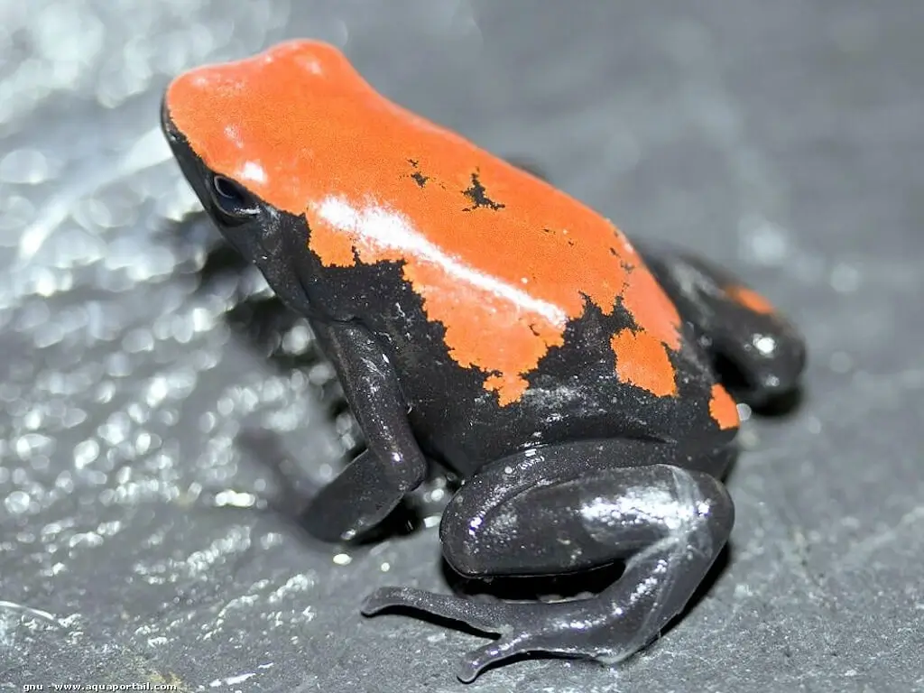 Adelphobates galactonotus (dendrobates galactonotus)