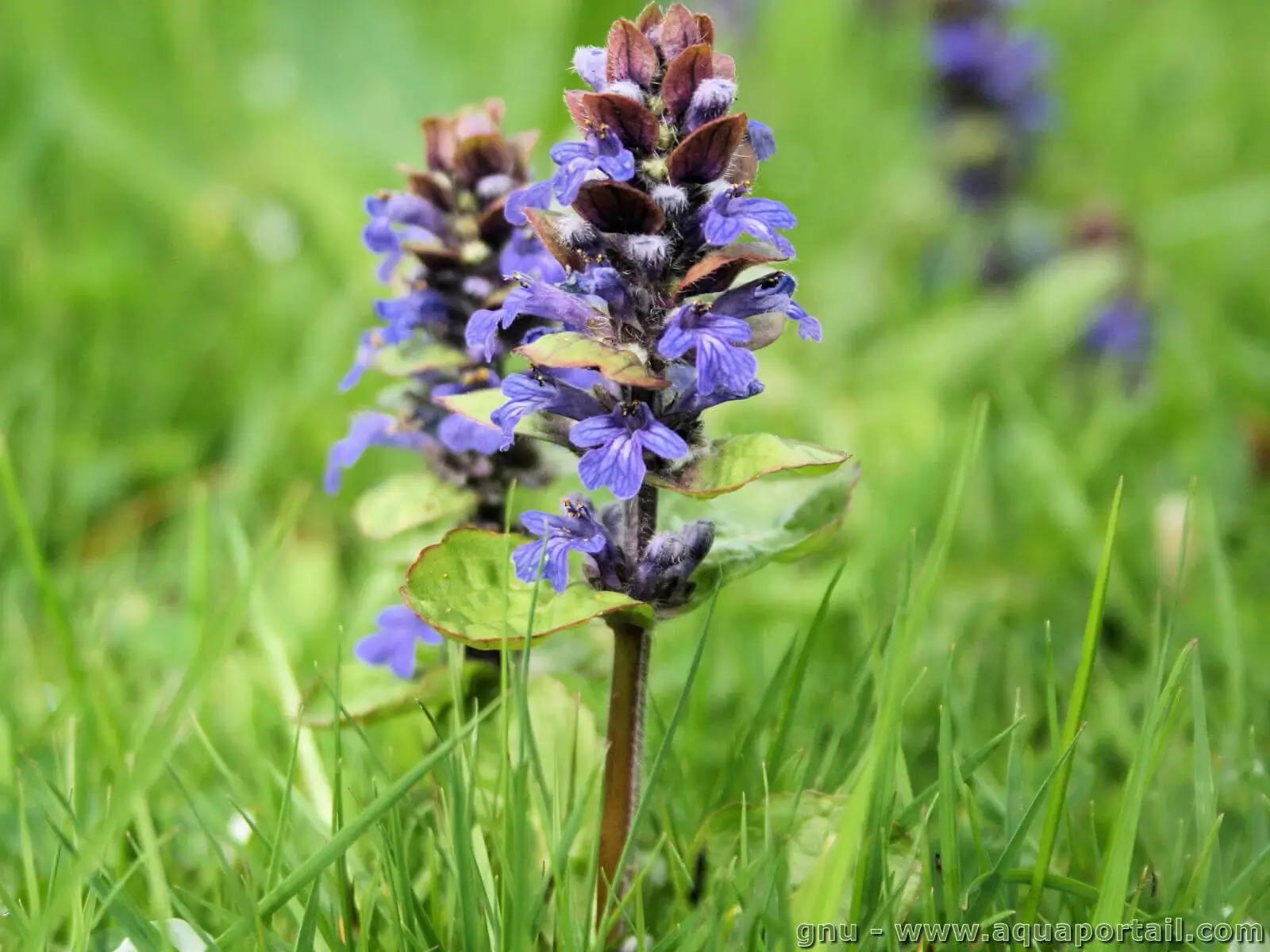 Ajuga reptans (bugle rampante)