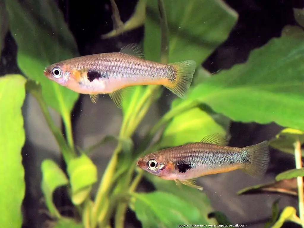 Alfaro huberi (poisson couteau de Huber)