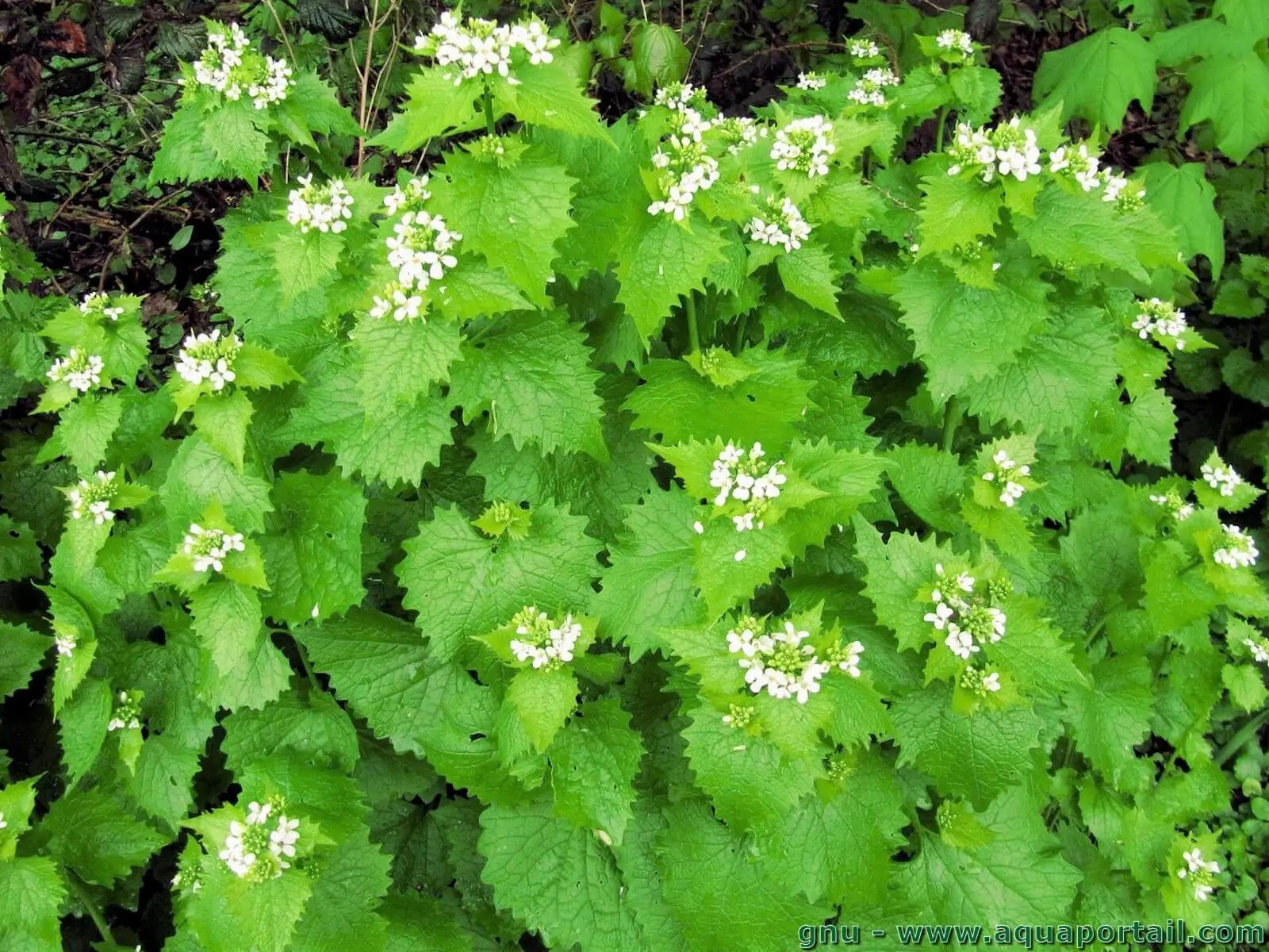 Alliaria petiolata (alliaire officinale)