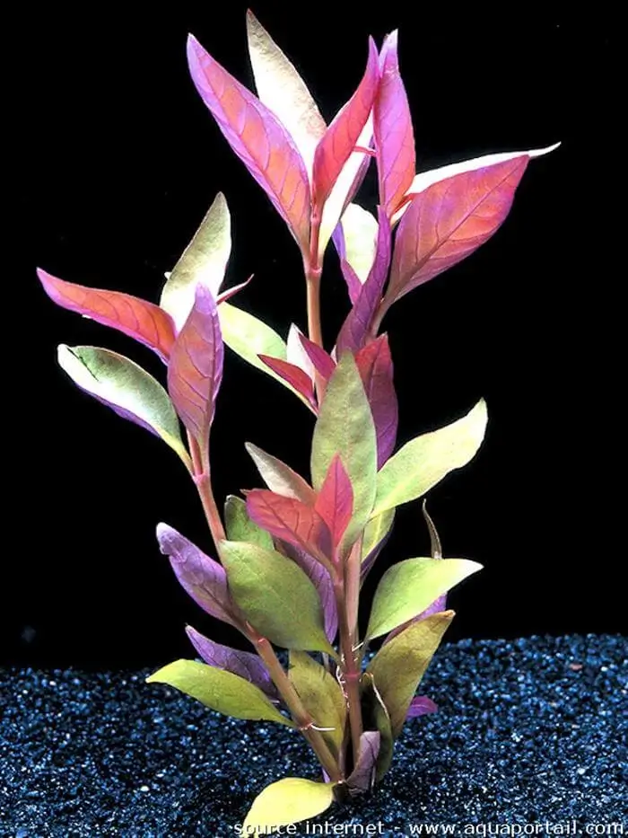 Alternanthera Reineckii Roseafolia