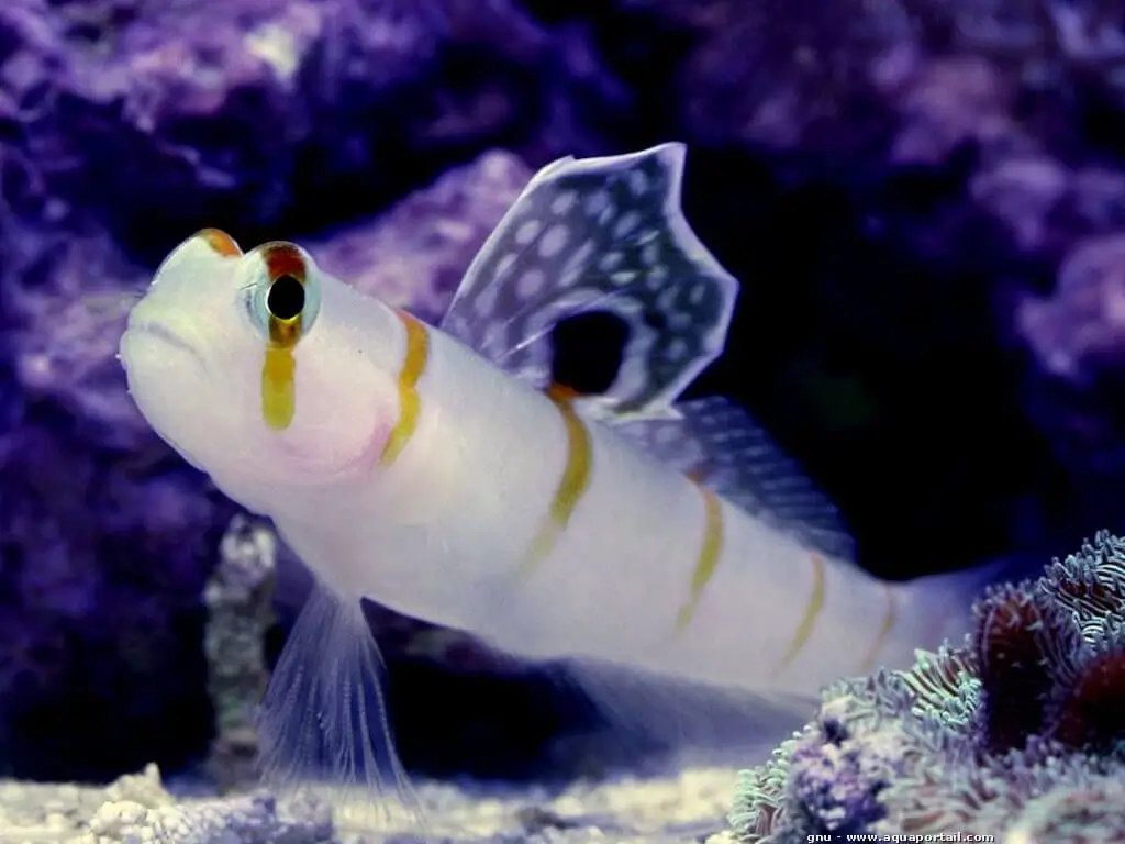 Amblyeleotris randalli (gobie symbiotique de Randall)