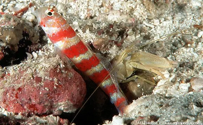 Amblyeleotris randalli (gobie symbiotique de Randall)
