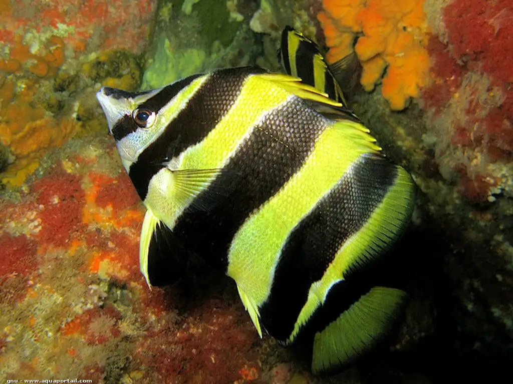 Amphichaetodon howensis