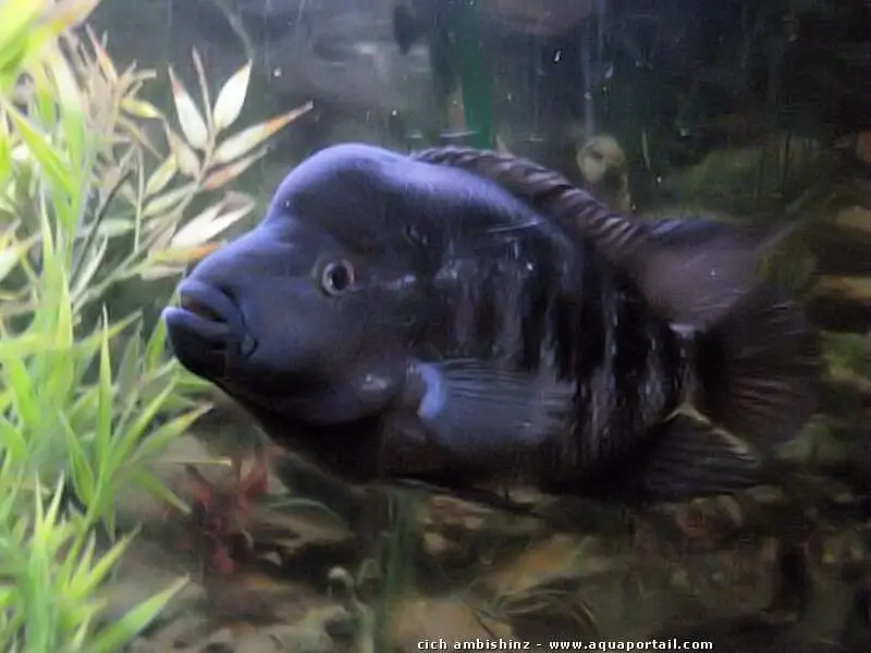 Amphilophus zaliosus - Alchetron, The Free Social Encyclopedia