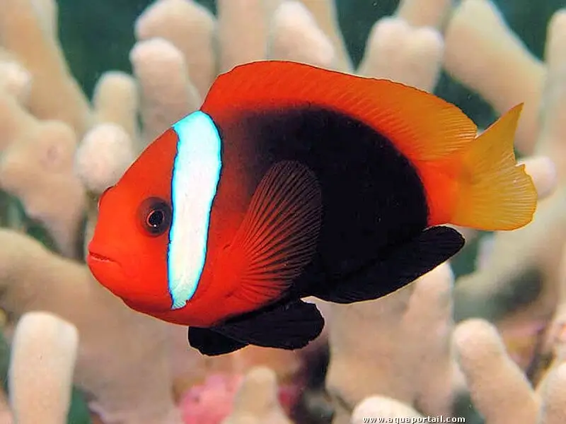 Amphiprion melanopus (poisson-clown de feu)