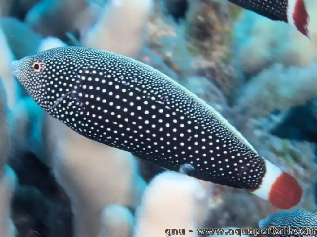 Anampses chrysocephalus (labridé à queue rouge)