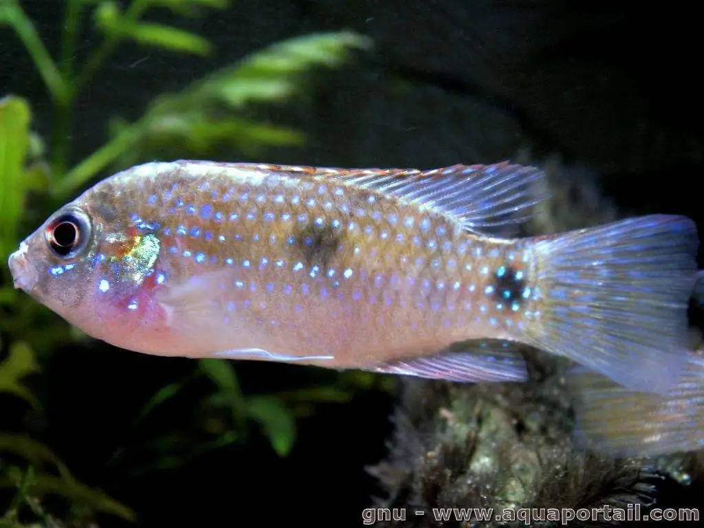 Anomalochromis thomasi (cichlidé africain de Thomas)