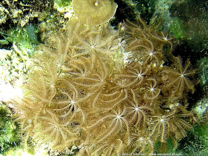 Anthelia glauca (xénie sessile)