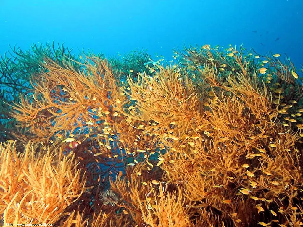 Antipathes dichotoma (corail noir)