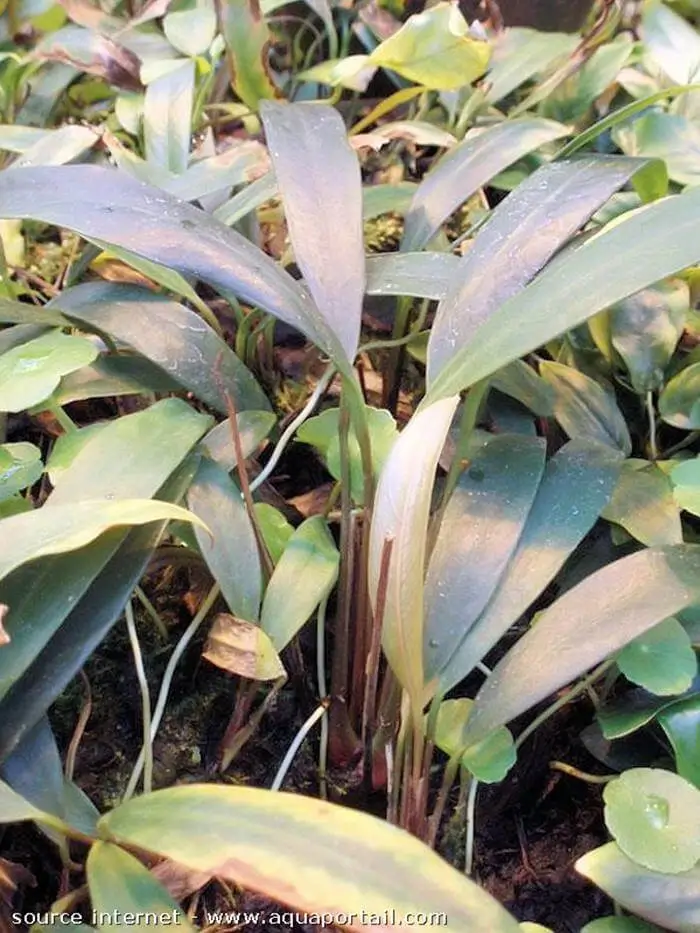 Anubias barteri var. angustifolia (anubie à feuilles étroites)