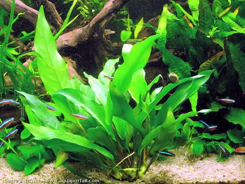 Anubias minima (anubie minimale)