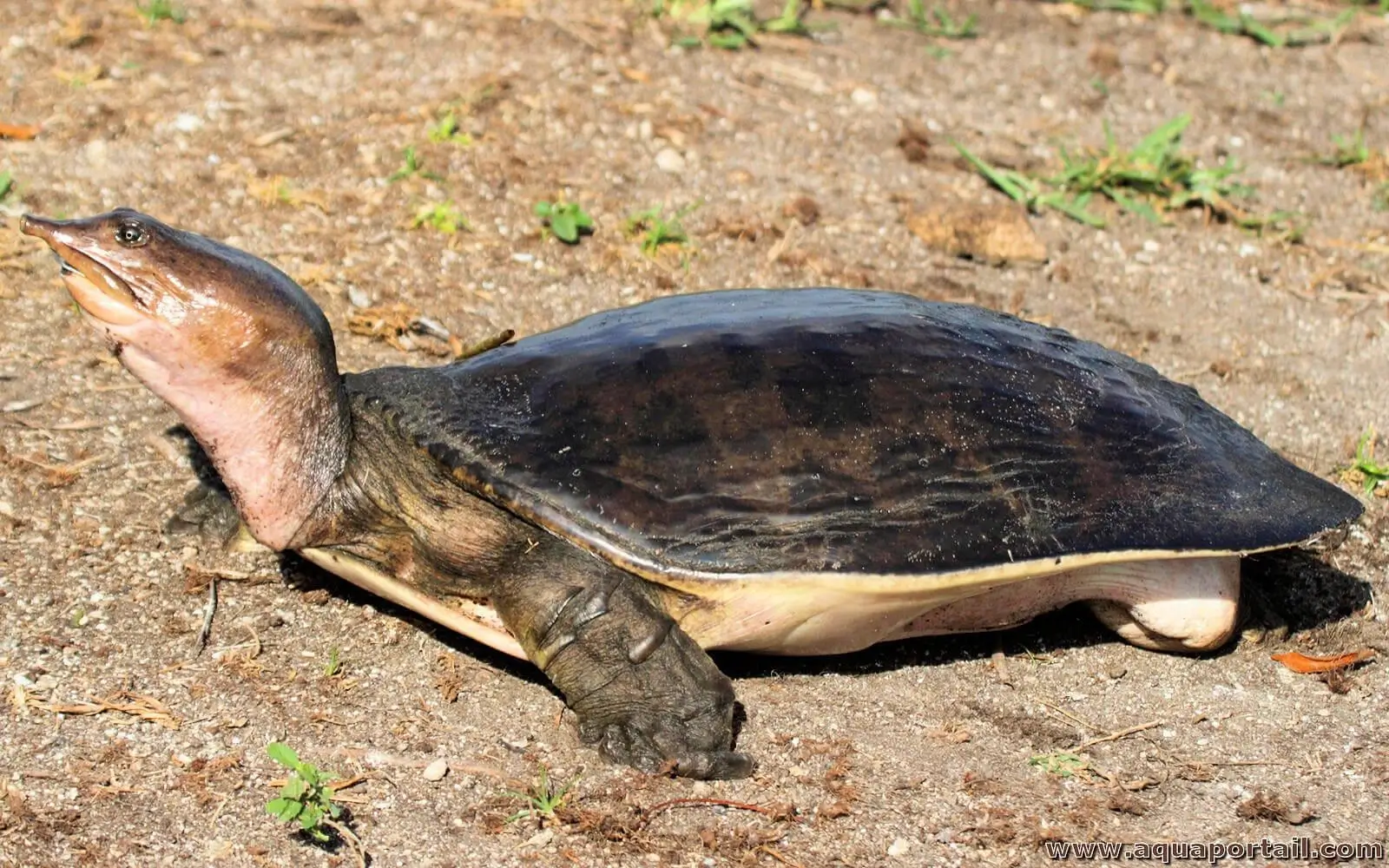 Apalone mutica (tortue à carapace molle lisse)