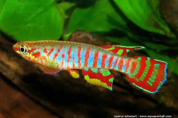 Aphyosemion exiguum (killi joyau)