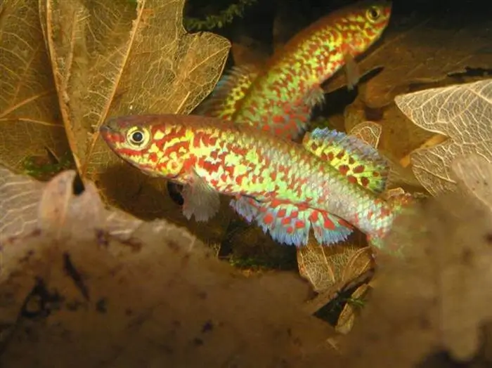 Fundulopanchax gardneri (killi de Gardner)
