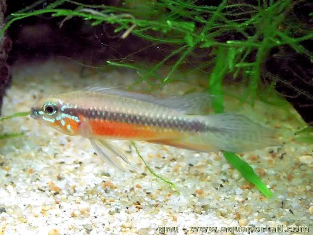 Apistogramma elizabethae (a208)