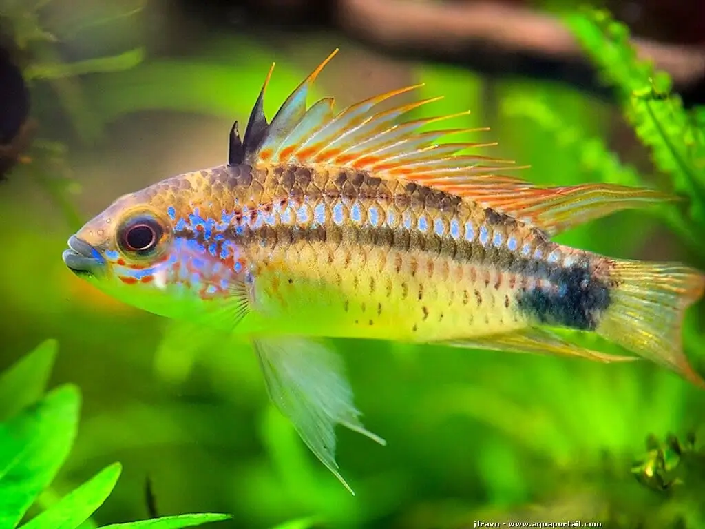 Apistogramma eremnopyge (a218)
