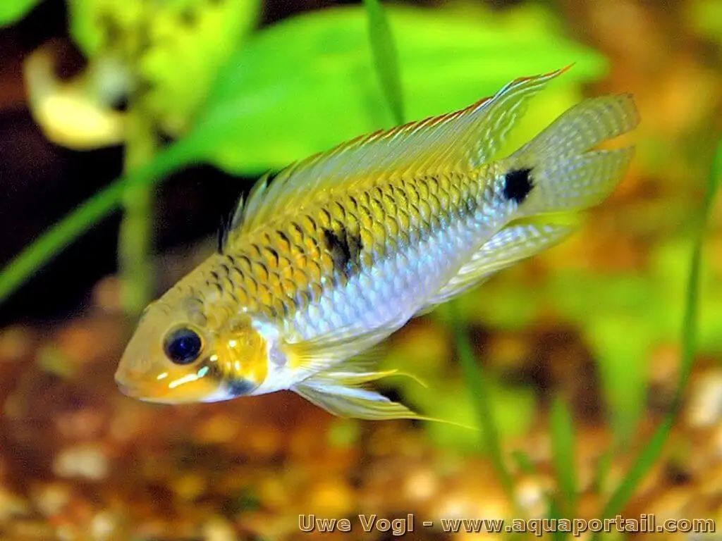 Apistogramma rupununi